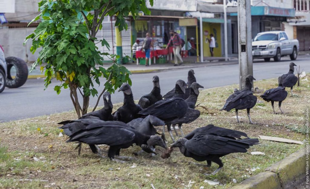 Activaron un plan para la caza de zamuros en Venezuela ante su aumento ...